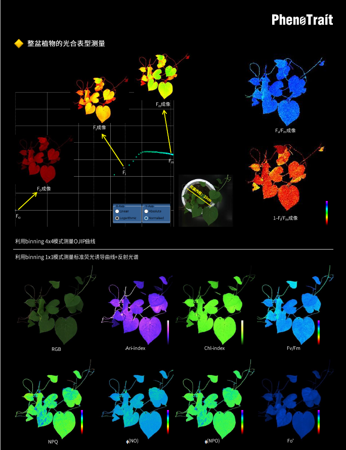 叶绿素荧光与光合表型：原理和应用案例 - 知乎