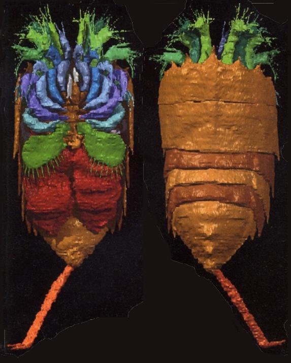 【地球演义】铁虿狰狞4：节肢巅峰 - 知乎