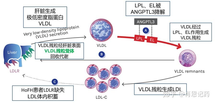 如何记住所有FDA批准生物药？ | ANGPTL3 抑制剂 | Evinacumab 依维苏单抗 | 治疗纯合子家族性高胆固醇血症HoFH - 知乎