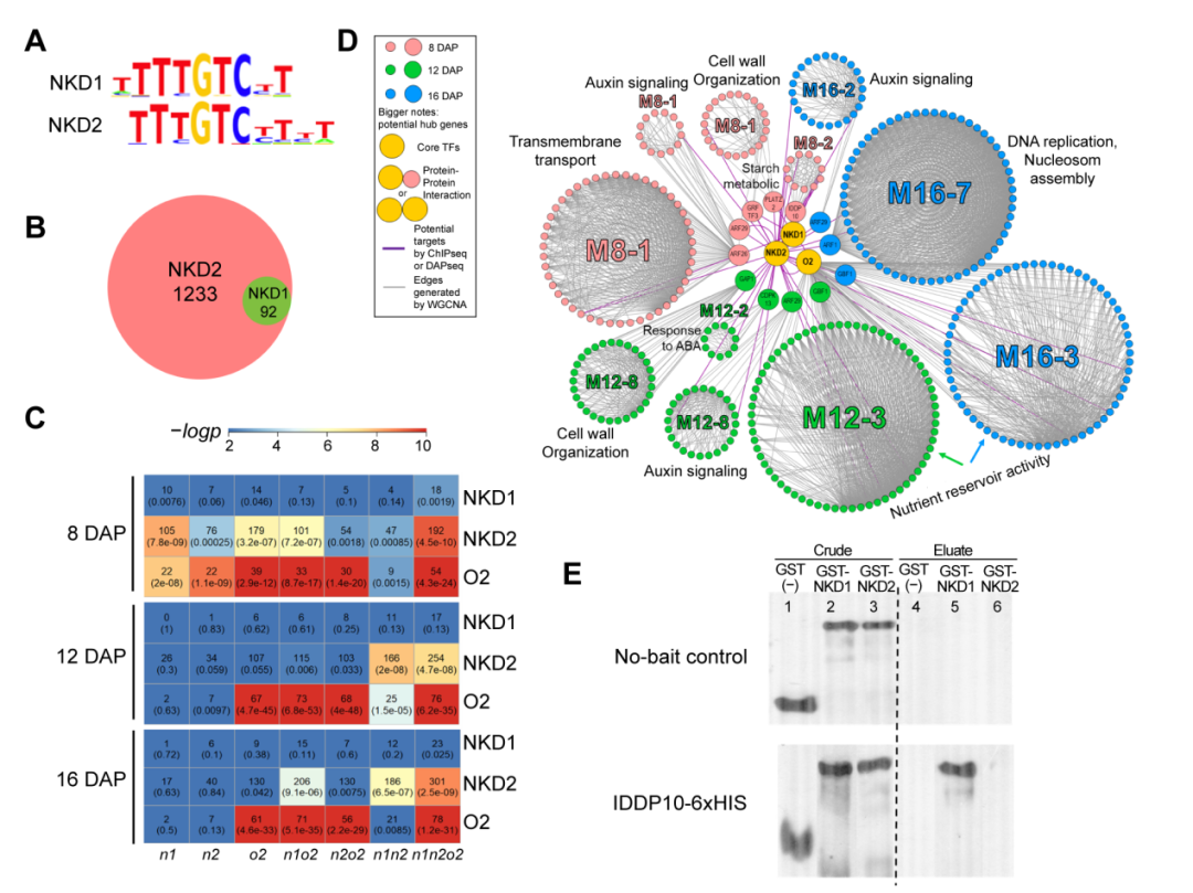 Plant Cell | DAP-seq和ATAC-seq助力构建玉米胚乳发育调控网络 - 知乎