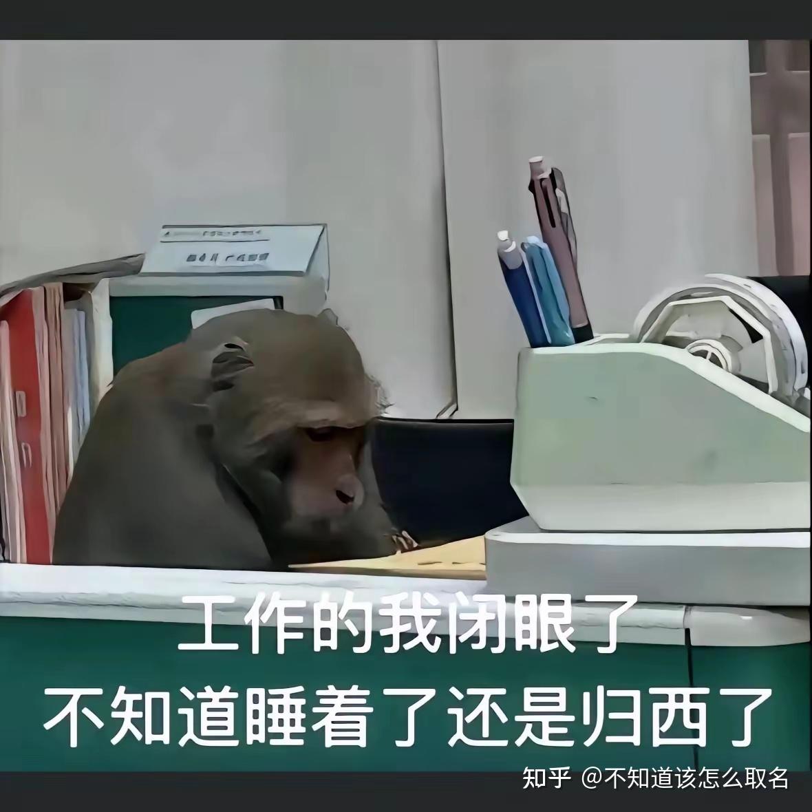 猴子表情包汇总 - 知乎