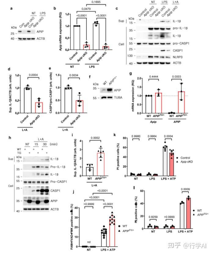 IF:15.7，1区Q1，Nature communications：APIP通过结合TRAF6调控NLRP3与Caspase-11/4炎症小 ...