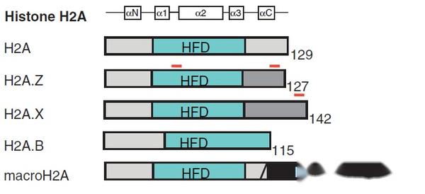 Nature Commu | 组蛋白变体H2A.Z调节合子基因组激活 - 知乎