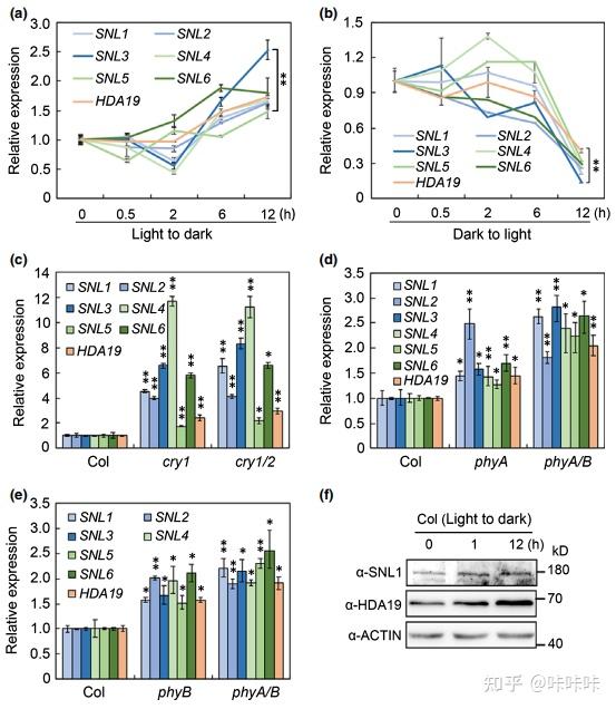 文献解读-组蛋白去乙酰化酶复合体SNL-HDA19 通过拮抗HY5 活性抑制拟南芥的光形态建成 - 知乎