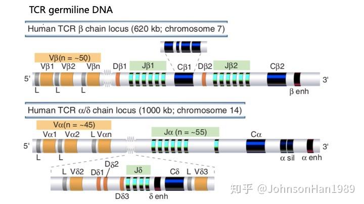 TCR相关的理论知识与项目实战应用 - 知乎