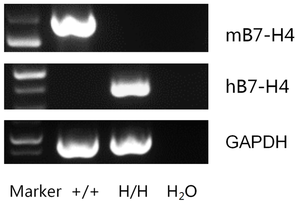 B7-H4 | B7家族又一肿瘤治疗潜力靶点 - 知乎