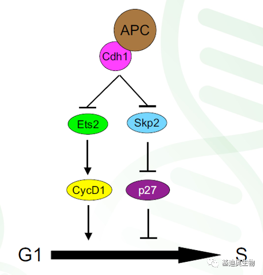所有肿瘤都会发生异常的通路——Cell cycle信号通路（三） - 知乎