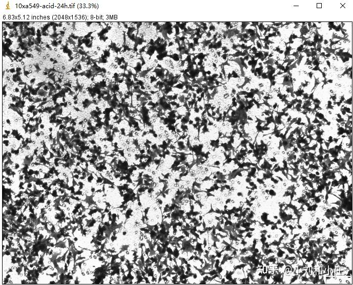 零基础SCI绘图（13）如何分析Transwell穿过小室的细胞数量 - 知乎