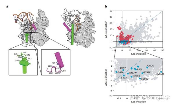新技术 | 一种工程化 T7 RNA 聚合酶，可产生不含免疫刺激副产物的 mRNA - 知乎