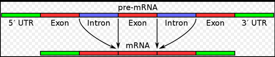 分子生物学整理|基因和DNA笔记（二）断裂基因 - 知乎