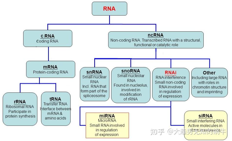 我们不知道答案的125个科学问题(64)RNA的功能 - 知乎