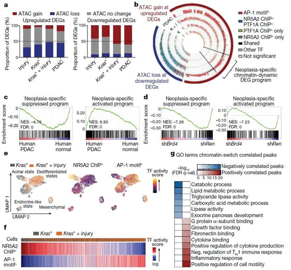 Nature | KRAS突变与组织损伤推动染色质状态变化，转化为癌细胞 - 知乎
