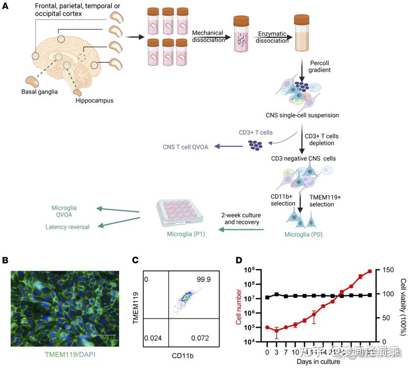 艾滋HIV最新研究进展（2023年7月） - 知乎