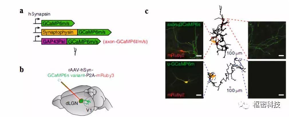 Axon-GCaMP6轴突钙成像 ——让轴突无所遁形 - 知乎