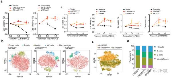 CREBBP/EP300突变通过FBXW7-NOTCH-CCL2/CSF1轴改变肿瘤相关巨噬细胞极化促进DLBCL进展 - 知乎