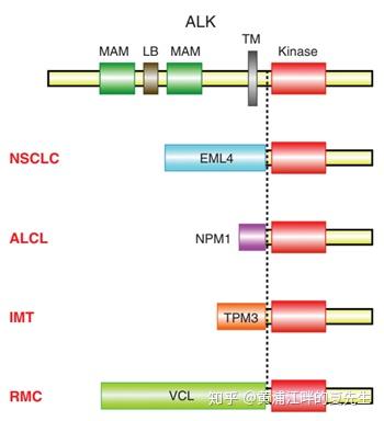 ALK基因的突变与靶向治疗 - 知乎