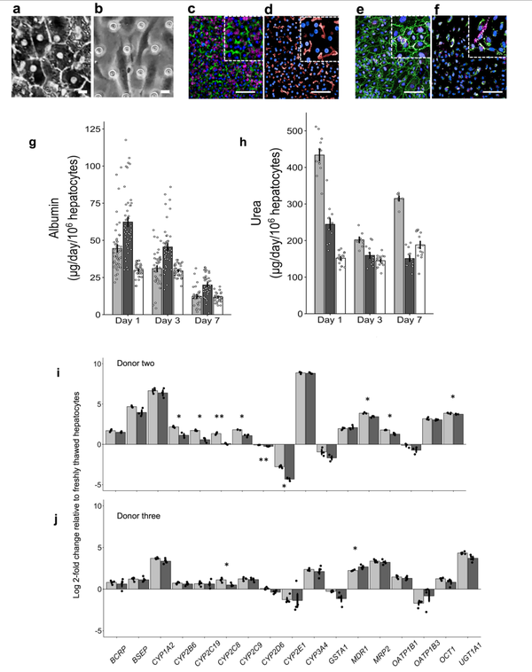 【器官芯片】用于预测毒理学的人类肝脏芯片的性能评估和经济分析 - 知乎