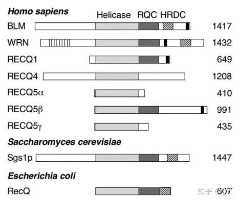 【文献翻译】RecQ家族解旋酶中一个保守的G4 DNA结合域 - 知乎