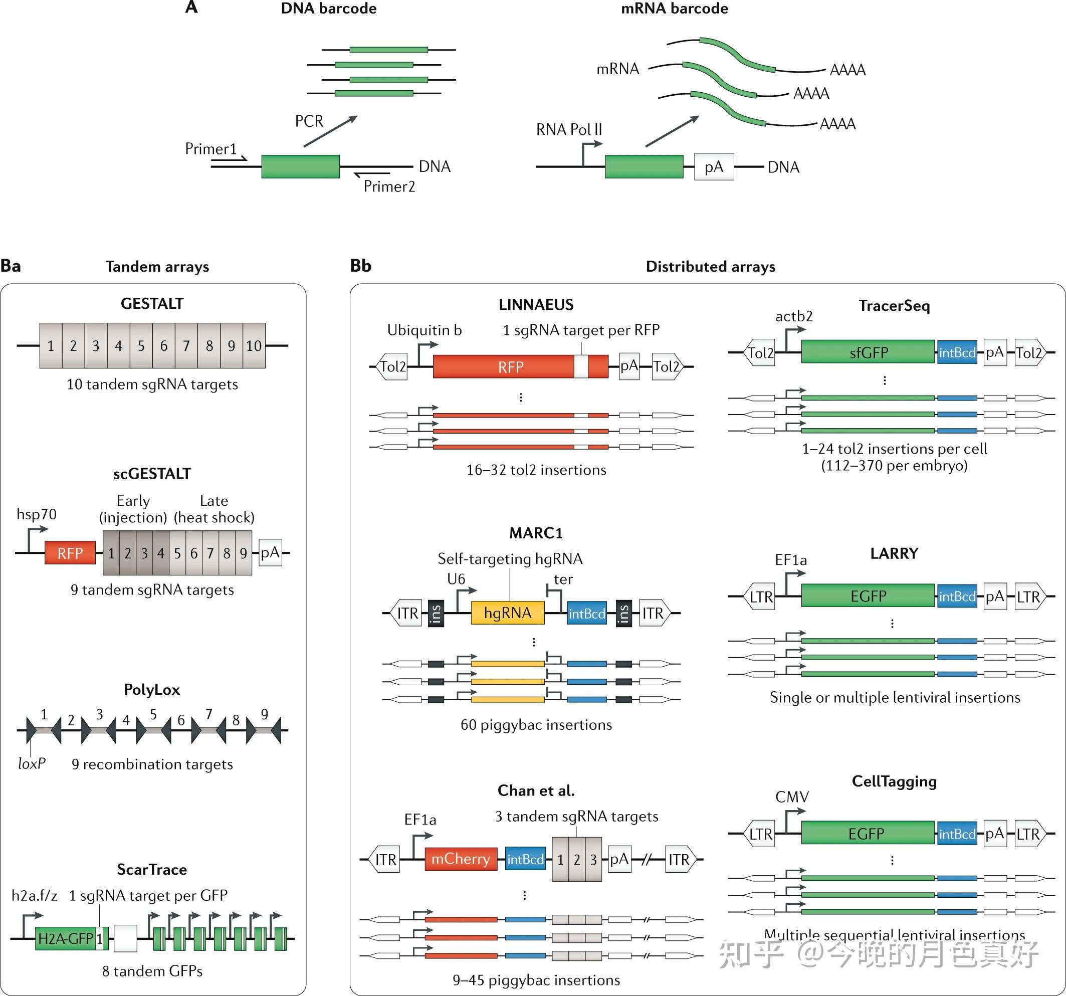 Lineage tracing meets single-cell omics: opportunities and challenges - 知乎
