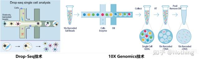 单细胞测序系统：BD Rhapsody，10X Genomics - 知乎