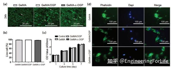 AHM: GelMA+骨生长肽共交联水凝胶用于骨再生 - 知乎