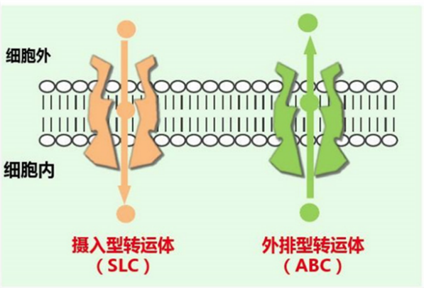 捷报：IPHASE成功研发转运体OATP1B1/3、OAT1/3、OCT2、MATE1、MATE2-K、P-gp和BCRP！ - 知乎