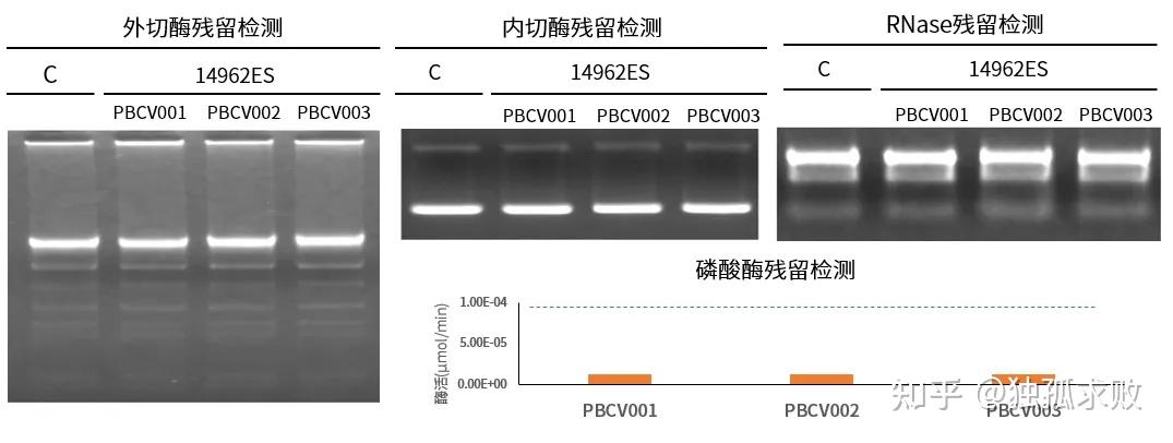 PBCV DNA Ligase（SplintR连接酶），连接性能远超T4 连接酶，适用于原位测序和高灵敏RNA 检测 - 知乎