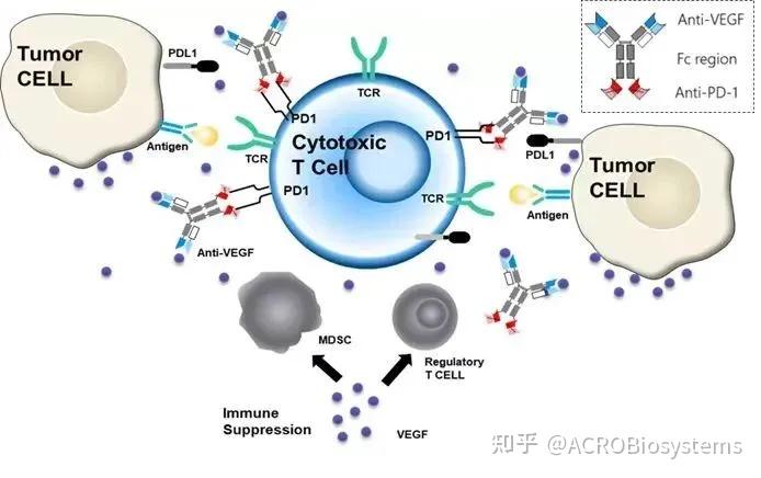 【双抗大有可为】PD-（L）1×VEGF组合领航时 - 知乎