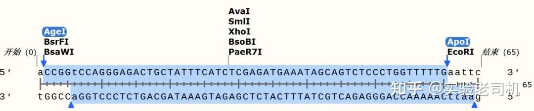 手把手教学｜shRNA设计步骤及注意事项 - 知乎