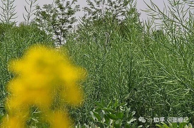 来自乡野油菜花的明信片: 观看并非逃离 - 知乎