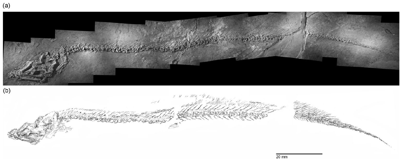 【地球演义】鲛腾记2：形 - 知乎