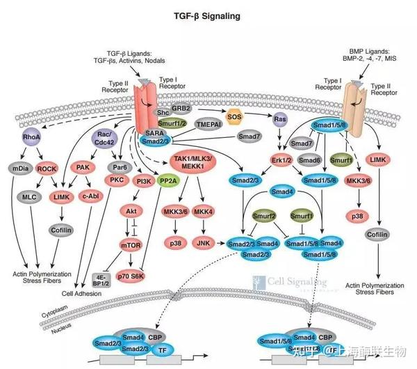 经典八大热门信号通路总结-酶联生物 - 知乎