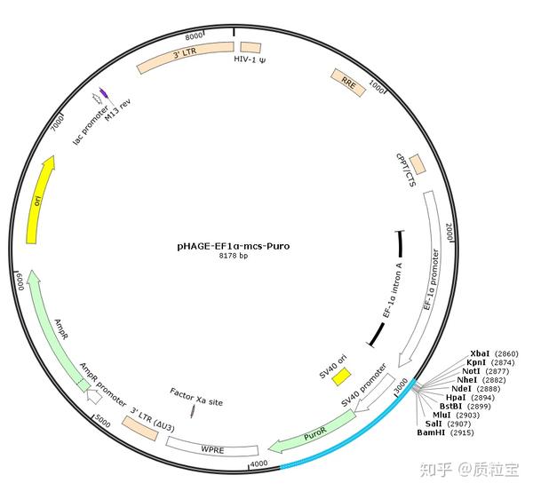 EF1α启动子慢病毒表达载体 - 知乎