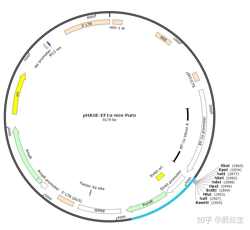 EF1α启动子慢病毒表达载体 - 知乎