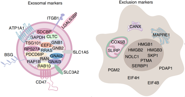 NCB | 定量蛋白质组学揭示细胞外泌体通用标志物Syntenin-1 - 知乎