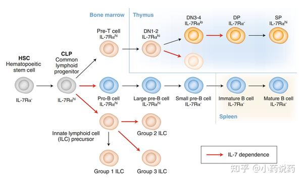 IL-7和IL-7R的生物学和临床应用 - 知乎