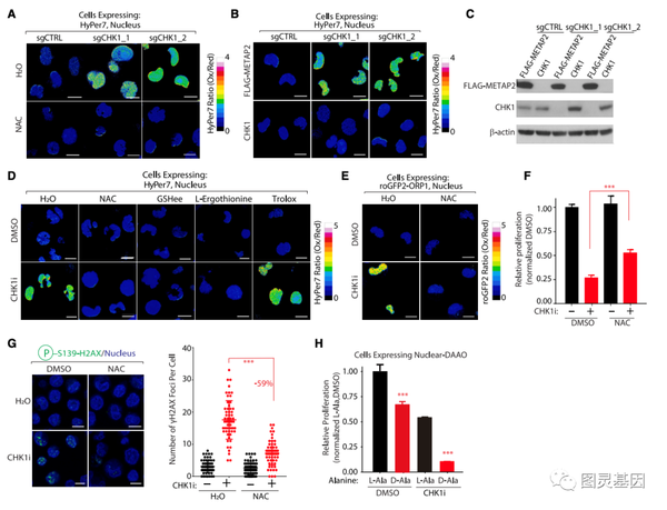 Cell | 全基因组CRISPR干扰与蛋白质组学鉴定抗癌药靶点 - 知乎