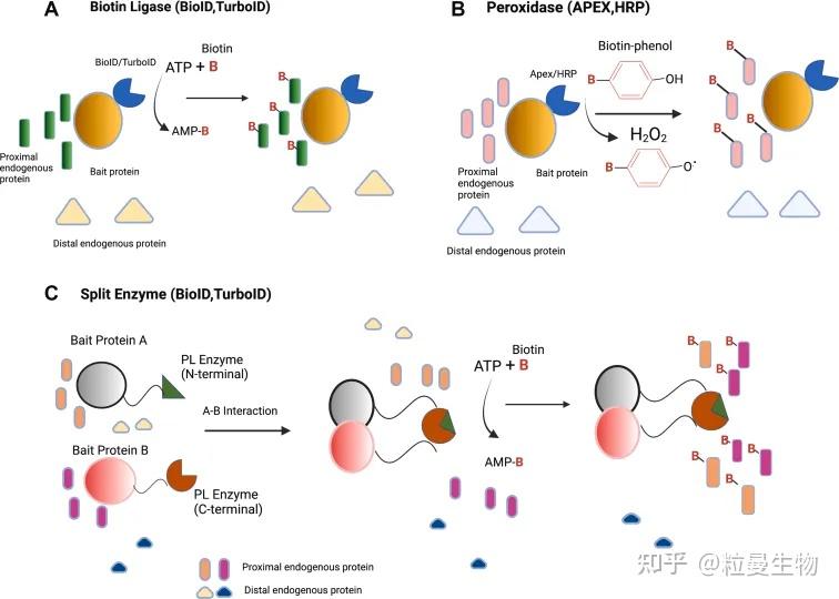 技术专题 | 蛋白邻近标记（PL）：蛋白互作研究的新标配【收藏】 - 知乎