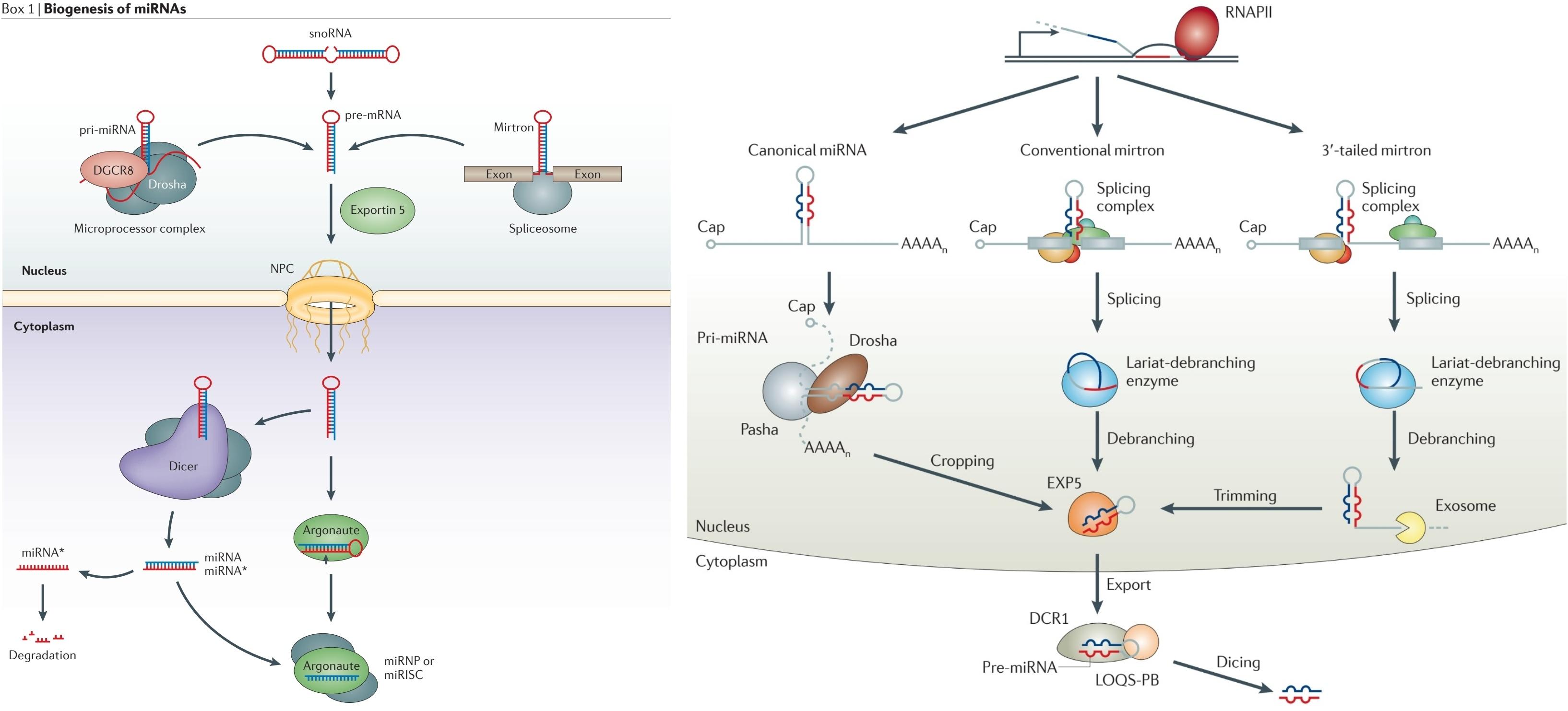 RNA干扰（一）——mi-！si-！pi-！ - 知乎
