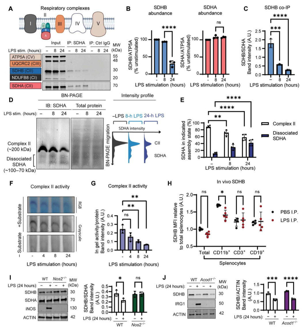 Science Advances丨心磷脂通过调节复合物 II 的分解和降解来协调炎症代谢重编程 - 知乎