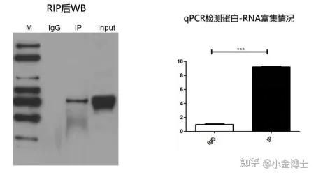RIP技术如何破解RNA蛋白密码？ - 知乎