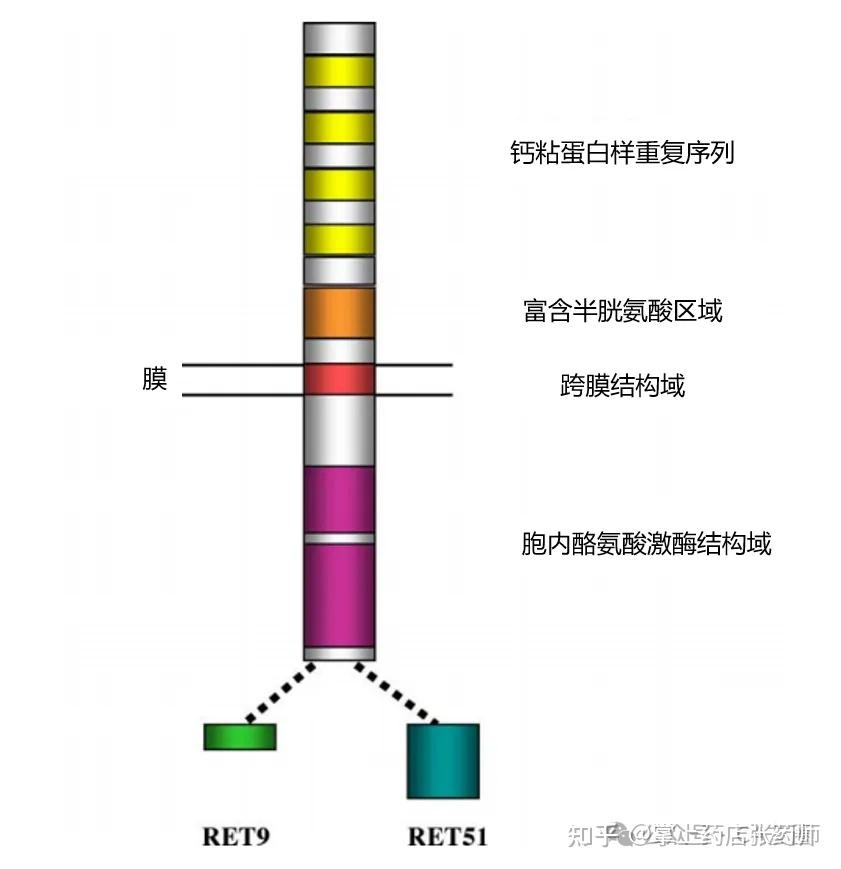甲状腺癌与RET基因关系：RET信号转导通路、RET重排与PTC、RET基因突变与MTC、RET基因突变位点危险度分层 - 知乎