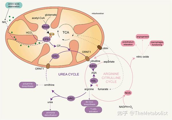 代谢学人--Cell Metabolism 8月刊代谢精选 - 知乎