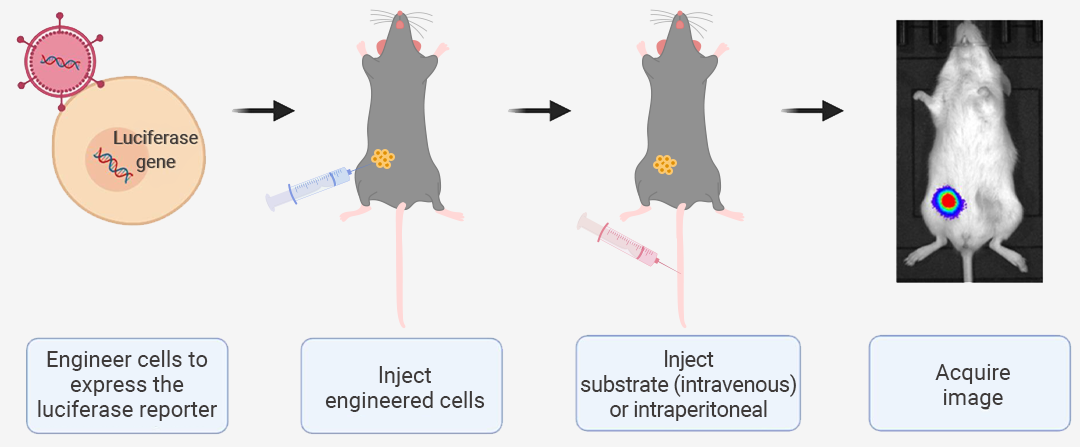 深度解析肿瘤模型 (一)| MedChemExpress - 知乎