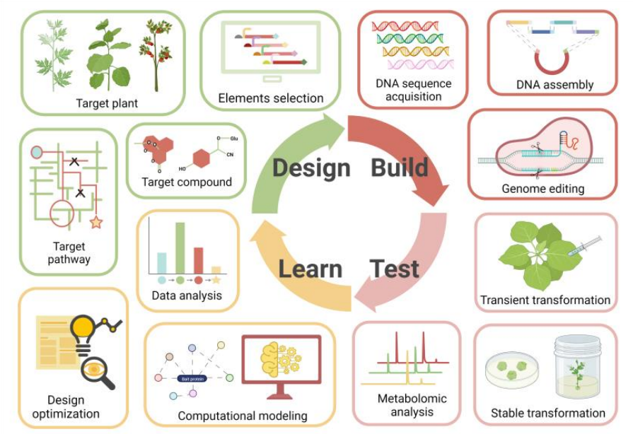 植物合成生物学简介 - 知乎