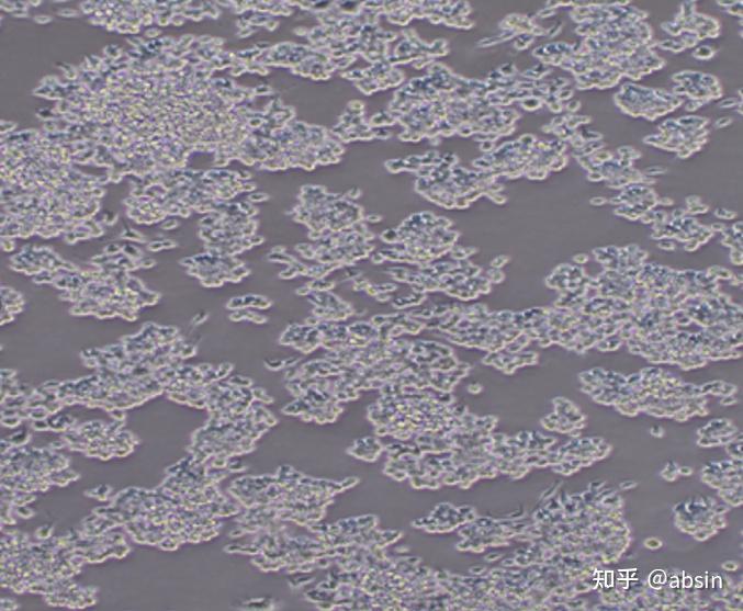 RAW 264.7细胞培养攻略 - 知乎