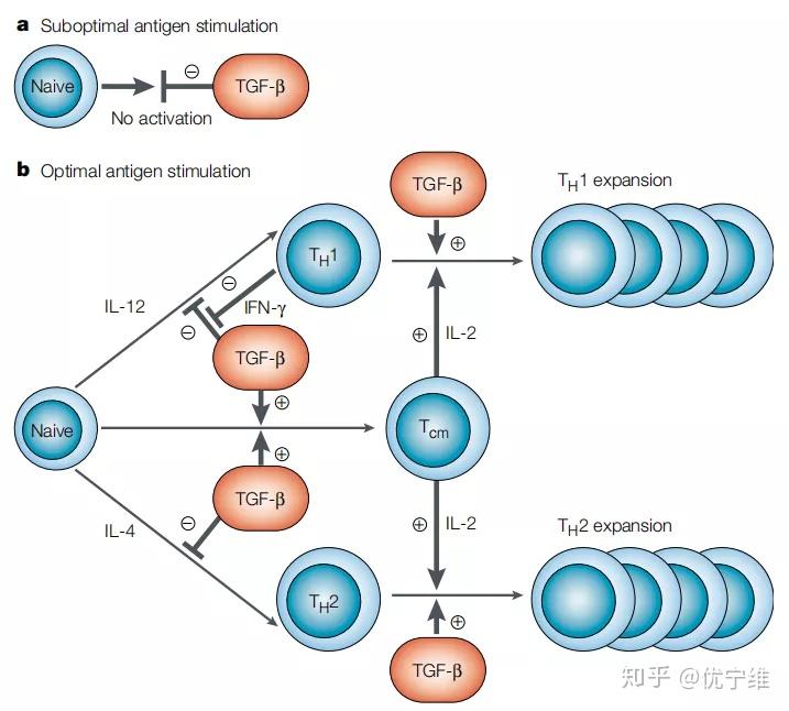 TGF-β：乘风破浪的转化生长因子 - 知乎