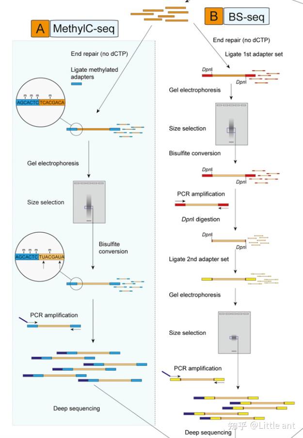 BS-seq数据比对软件的比较 - 知乎