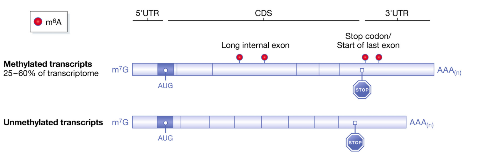 RNA m6A修饰问题汇总 - 知乎