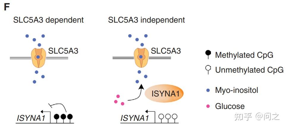 Cancer Discov | 两项独立体内CRISPR screening研究揭示AML对SLC5A3的代谢依赖性 - 知乎